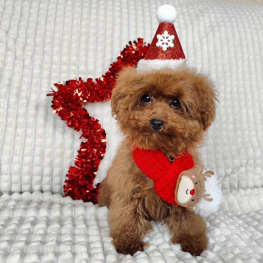 Мальтипу, щенок