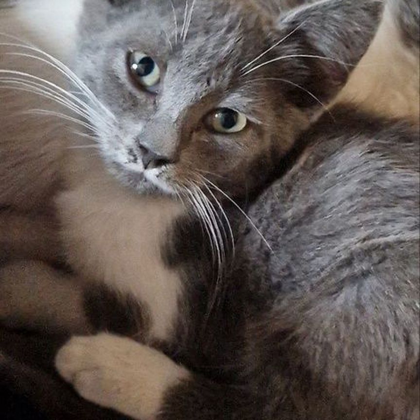 Котята из зоны сво