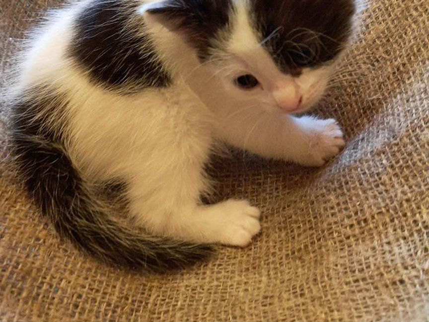 Малышки ищут добрый дом