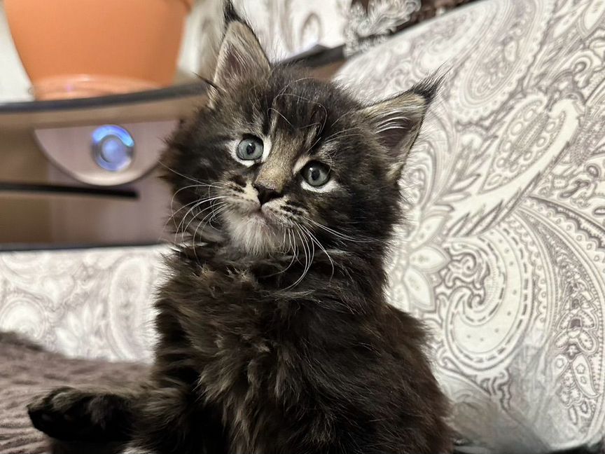 Котята мейн-кун полидакт