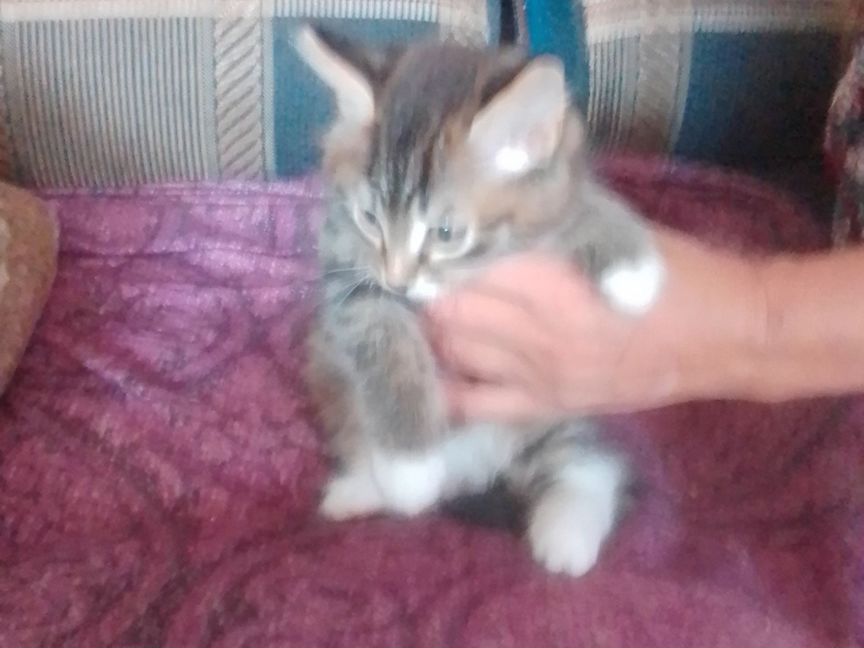 Кошки бесплатно