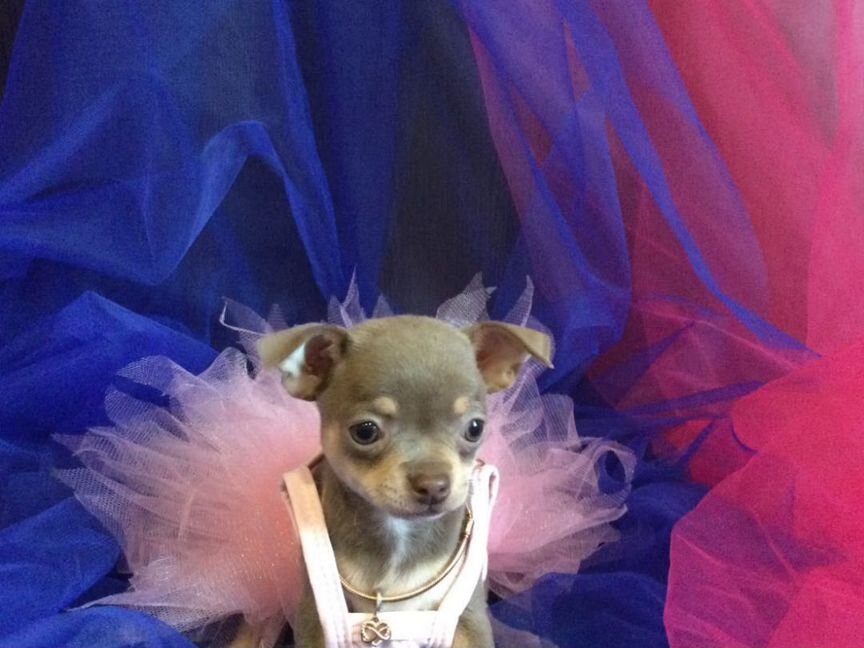 Чихуахуа мини бэйба Лилу