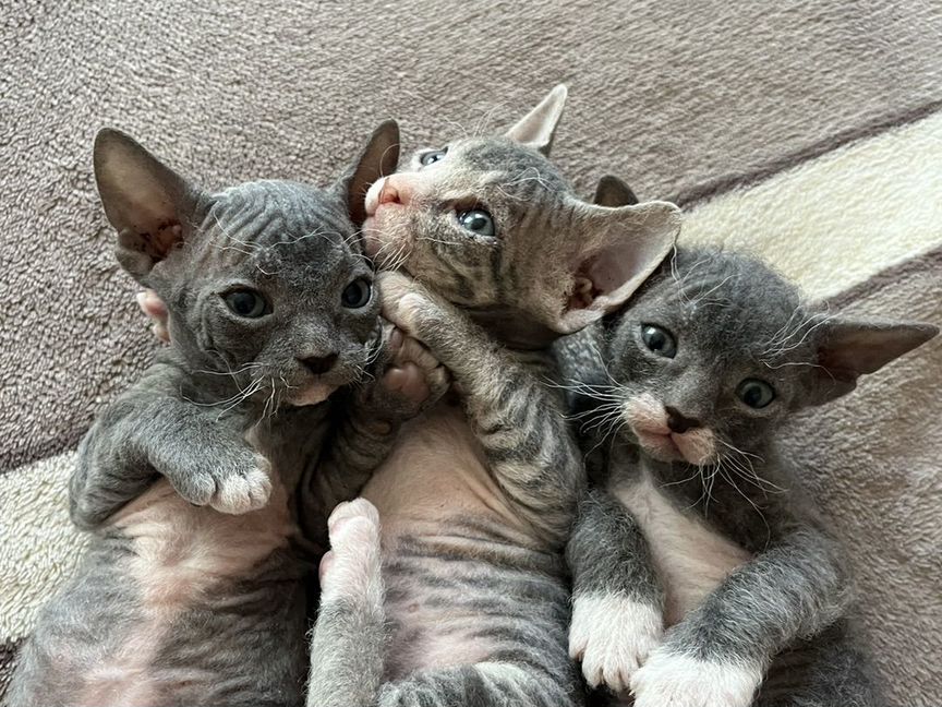 Котенок помесь сфинкс