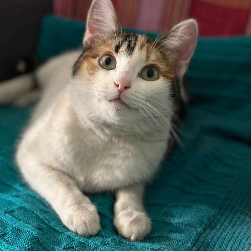 Найдена кошка цао