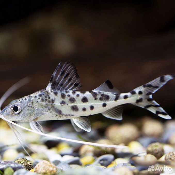 Сомик Пимелодус-ангел (Pimelodus pictus)
