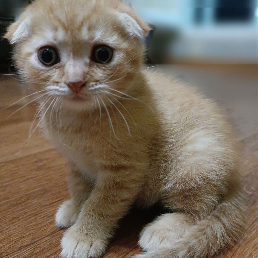 Котята