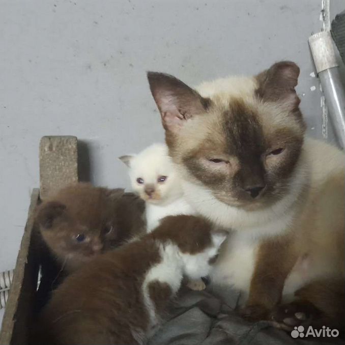 Котята от мамы священной бирмы