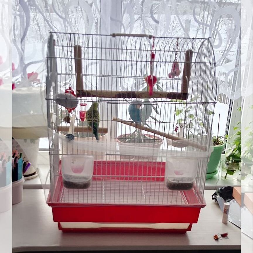 Волнистые попугаи