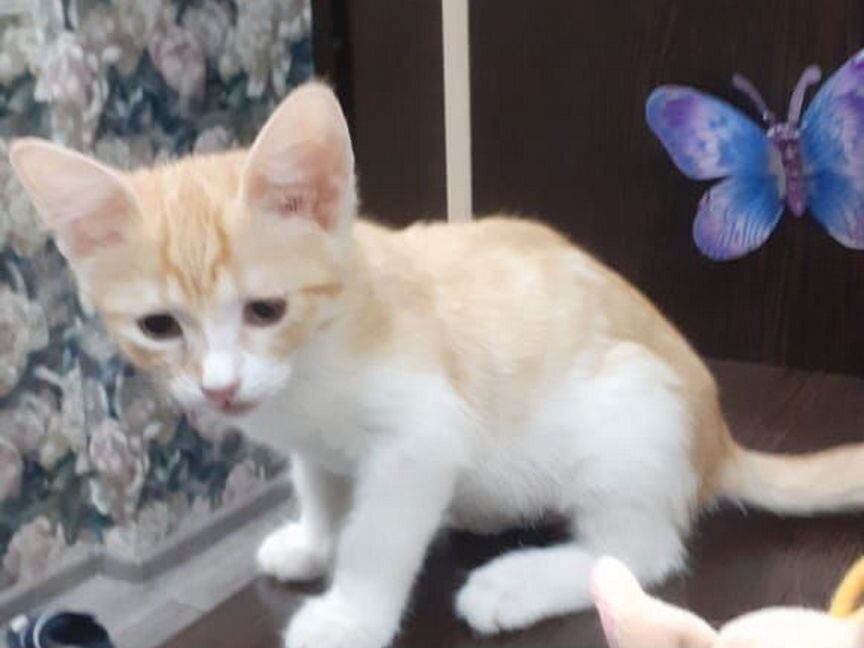 Котёнок Лисена