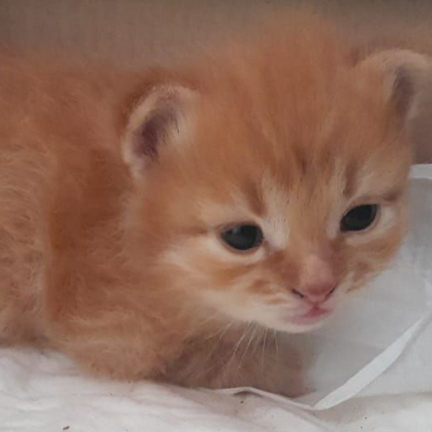 Рыжий котенок, мальчик