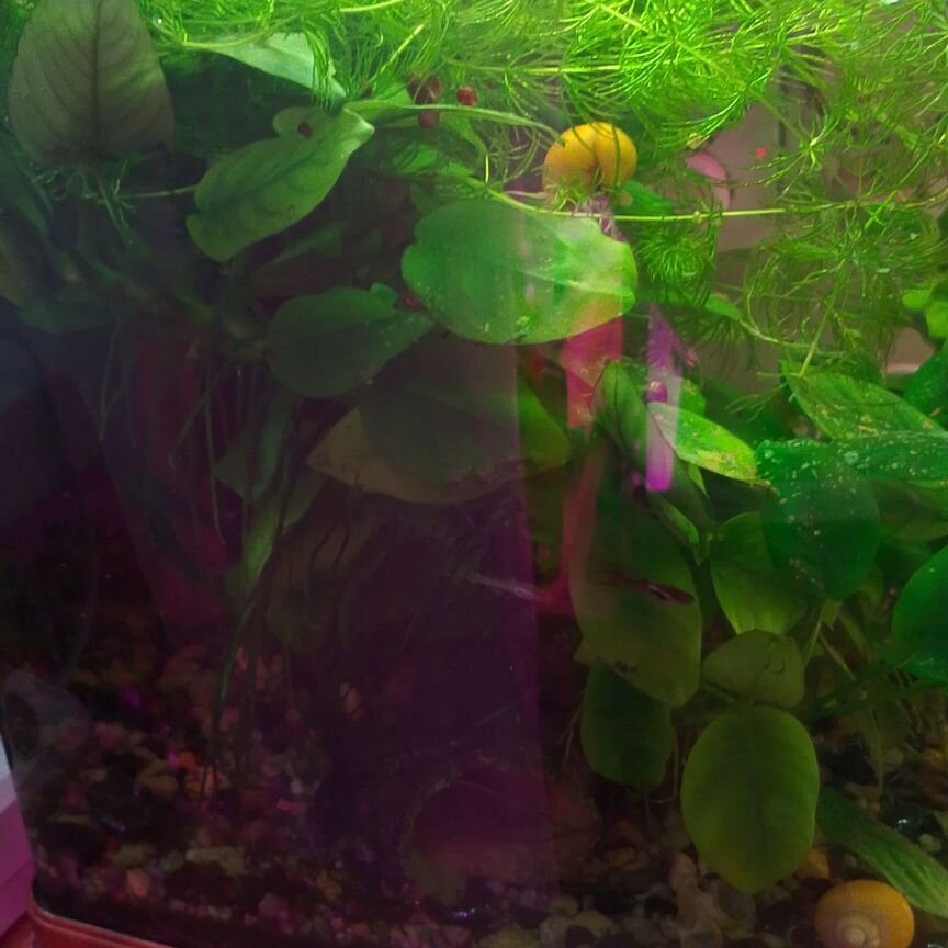 Анубиас взрослый