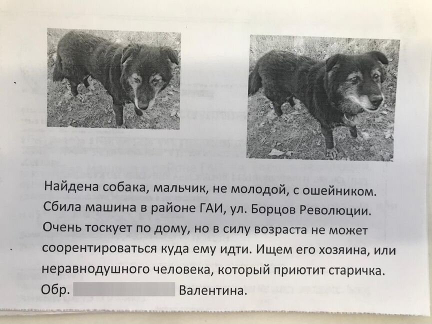 Потерялась собака