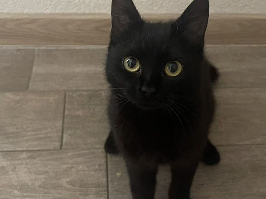 Кошечка в добрые руки