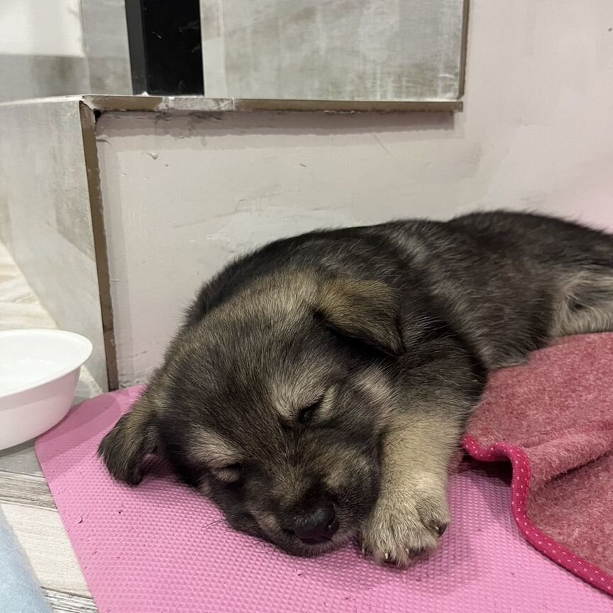 Собака в добрые руки отдам бесплатно