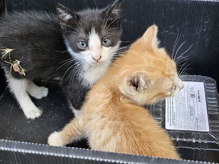 Котенок в добрые руки