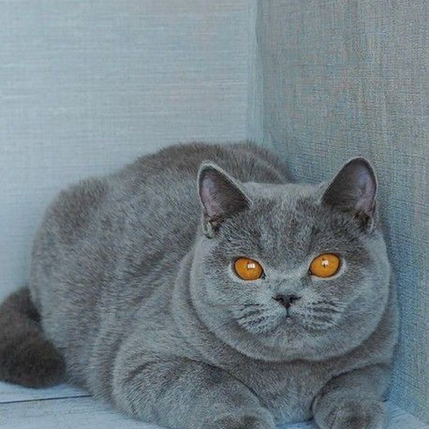 Британский короткошёрстный котёнок