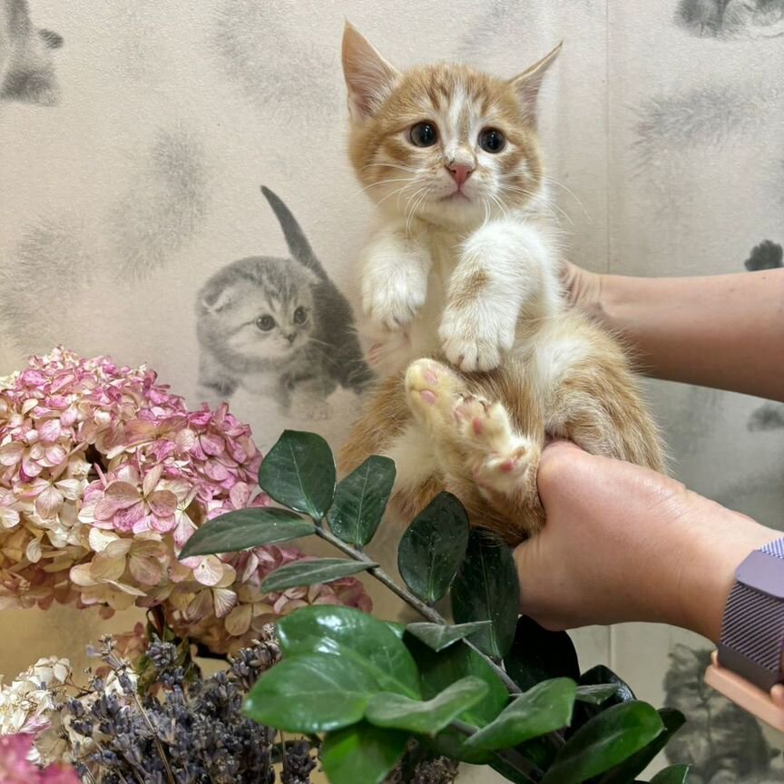 Рыжие котята в дар в добрые руки