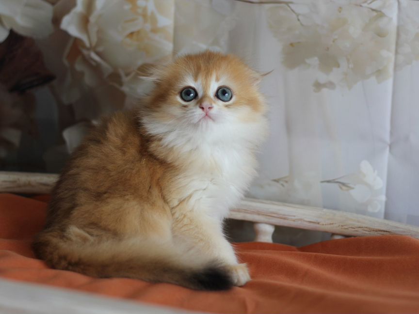 Длинношерстный шотландский мальчик