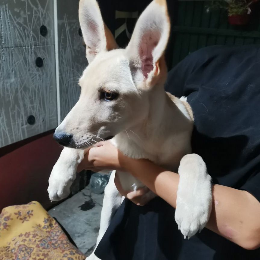 Восточно европейская овчарка бесплатно