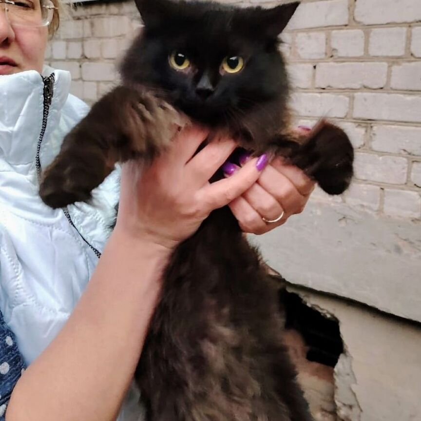 Пушистый котик,5 мес.,Мотовилиха