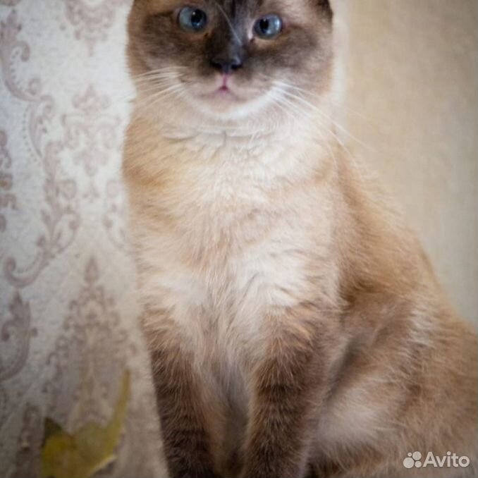 Сиамская кошка бесплатно