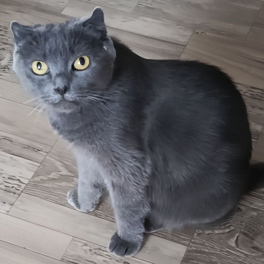 Британский короткошёрстный котёнок