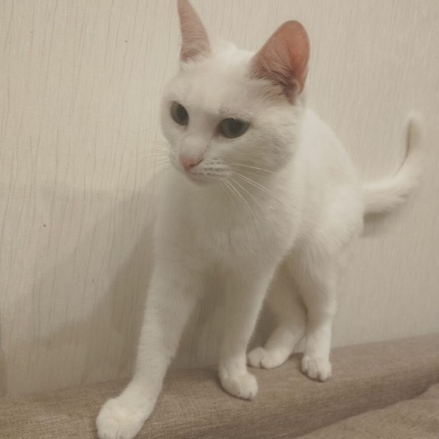 Белая кошечка
