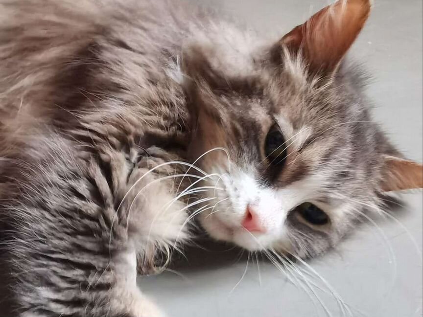 Норвежская лесная