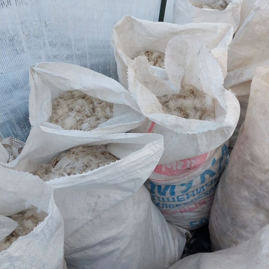 Продам гусиные пух