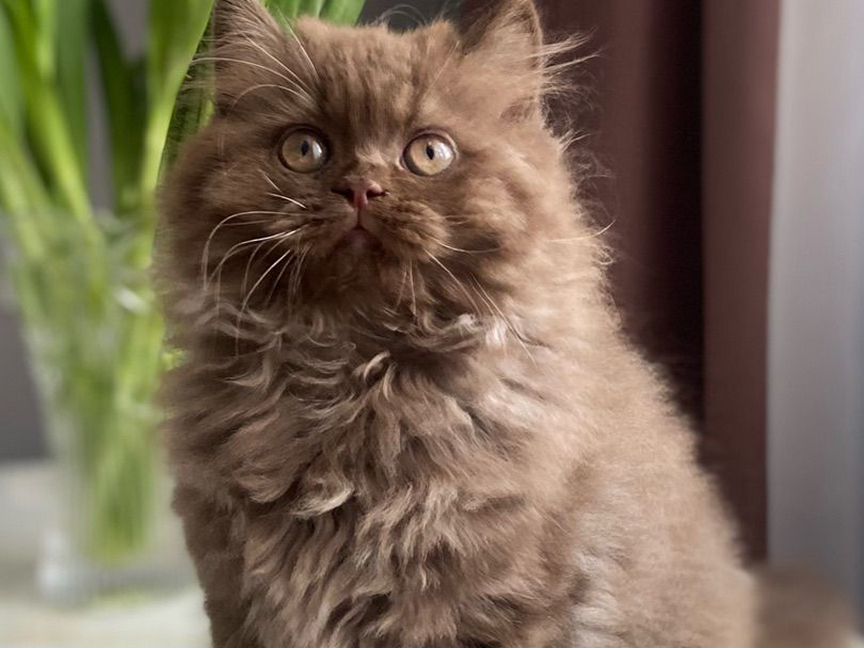 Шоколадная британка в разведение