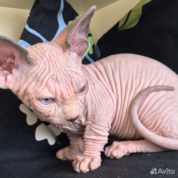Шикарный котенок бамбино сфинкс Крутой Мальчик