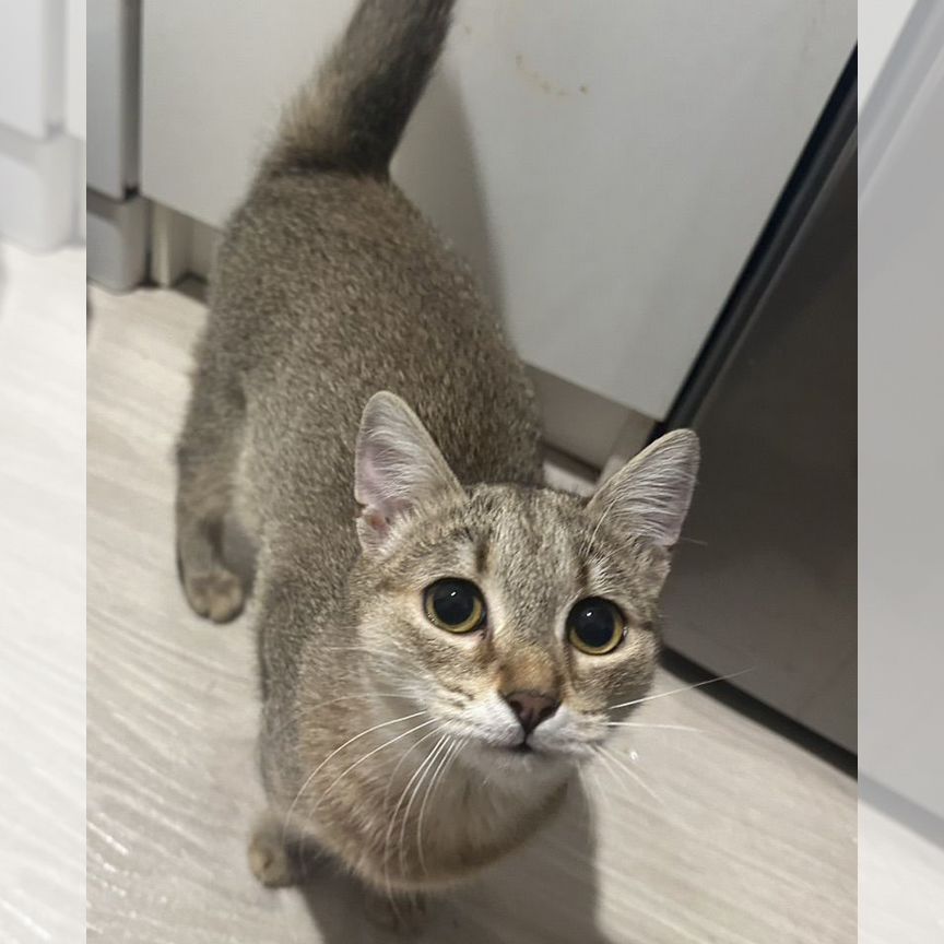 Абиссинский котёнок
