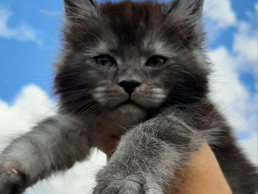 Котята мейн-кун