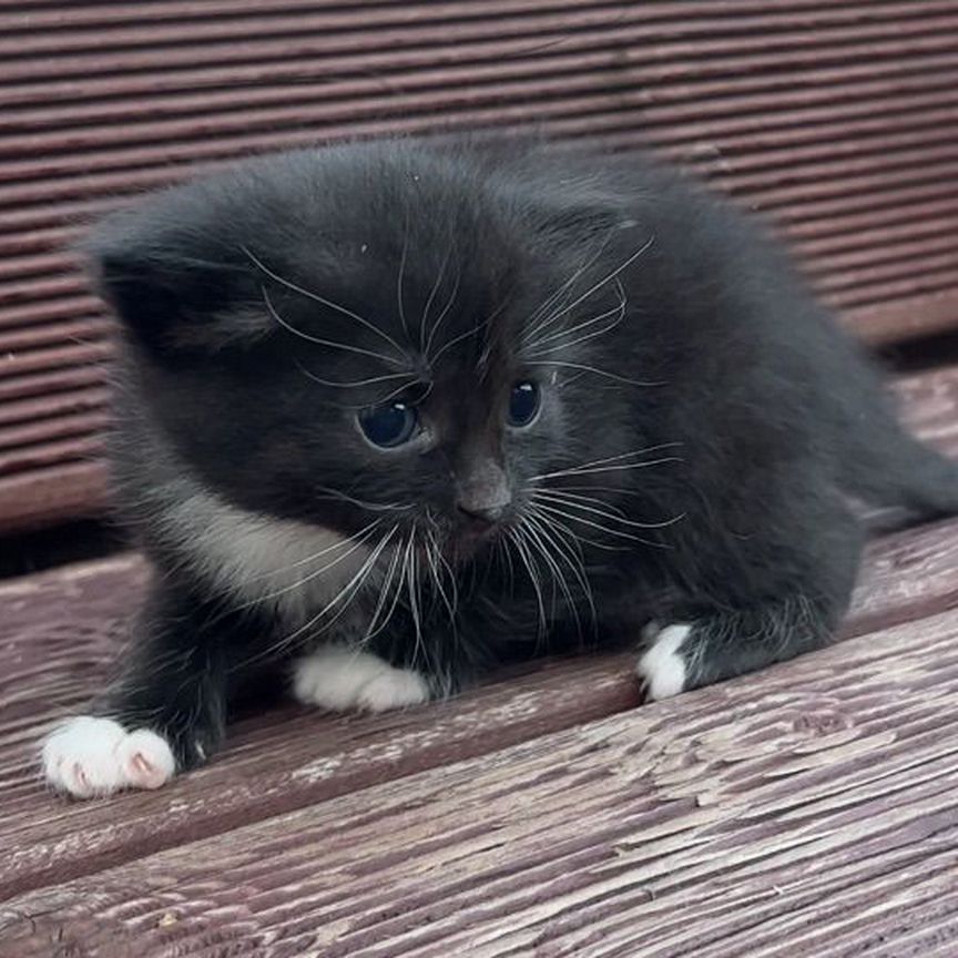Котята
