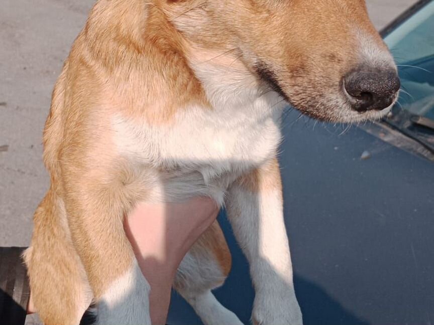 Крошка ищет дом