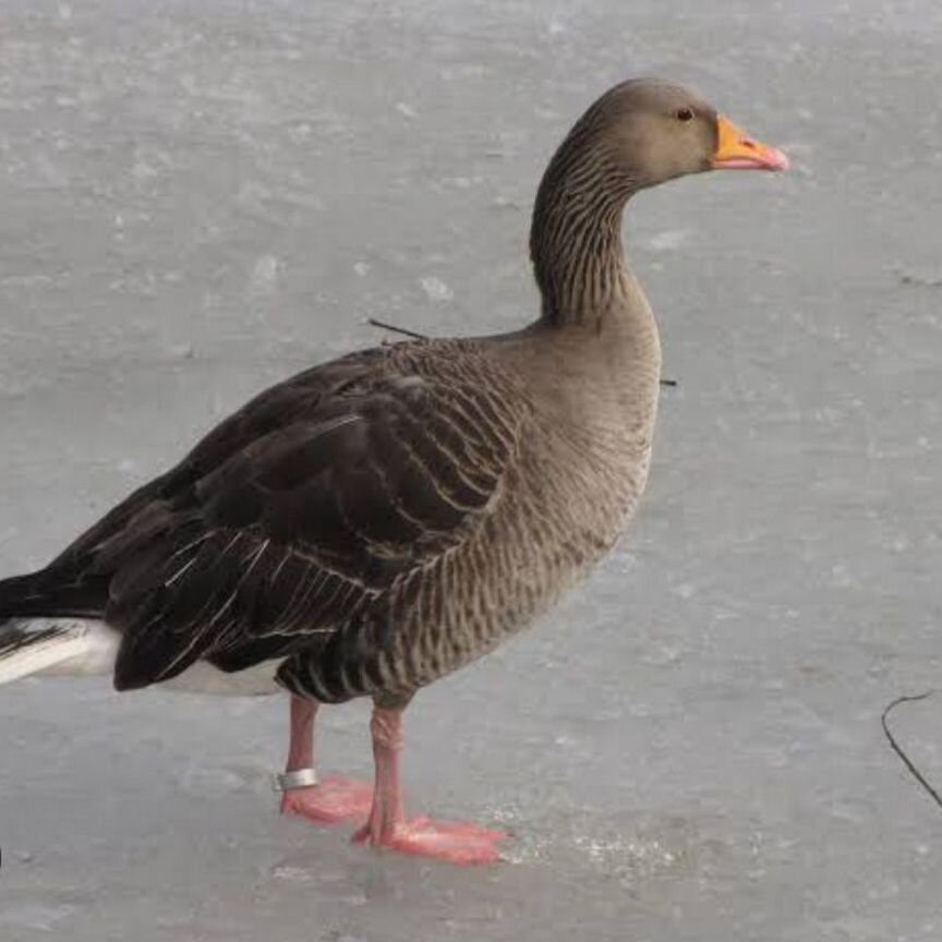 Гусь на племя