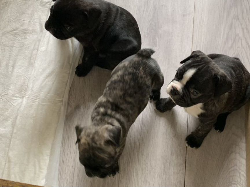 Французский бульдог щенки