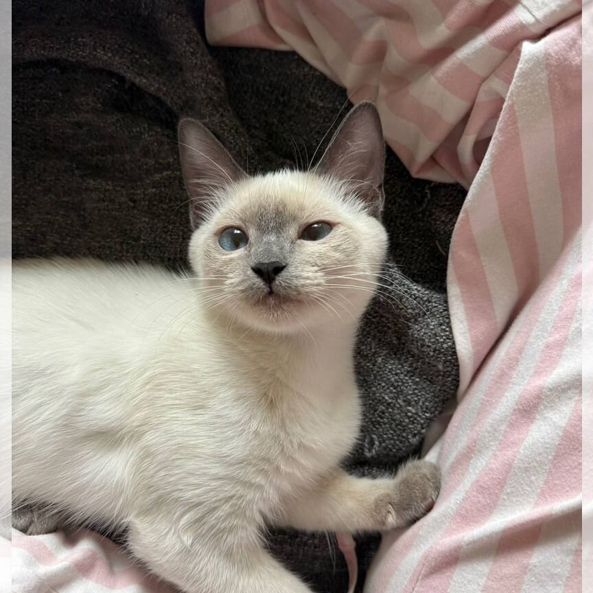 Тайская кошка, девочка, blue point