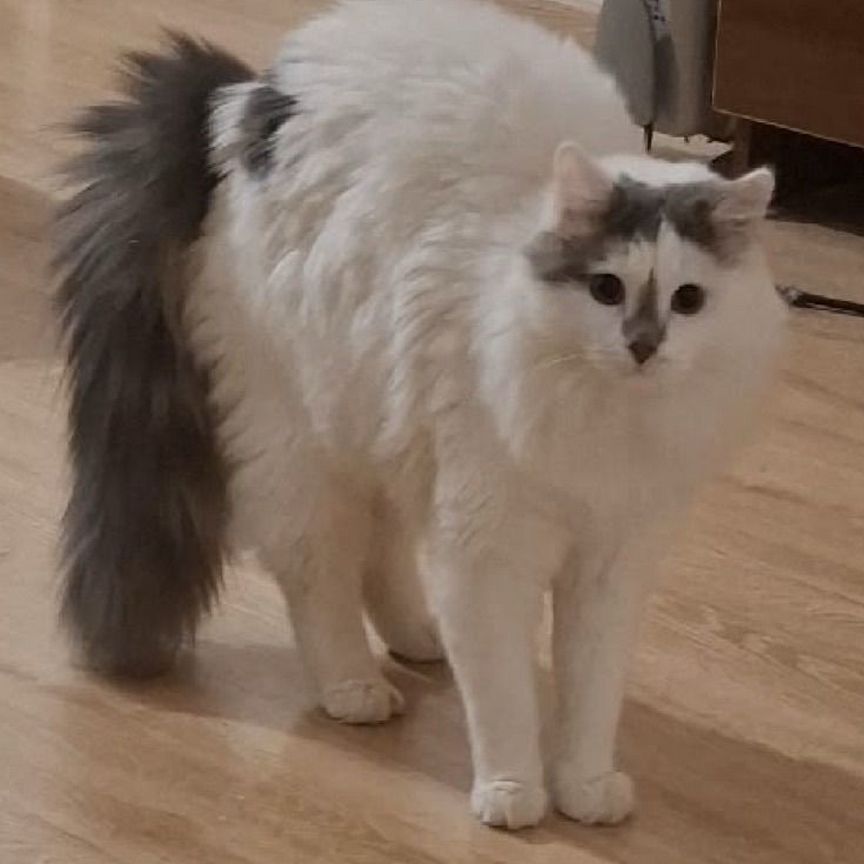 Сибирский котёнок