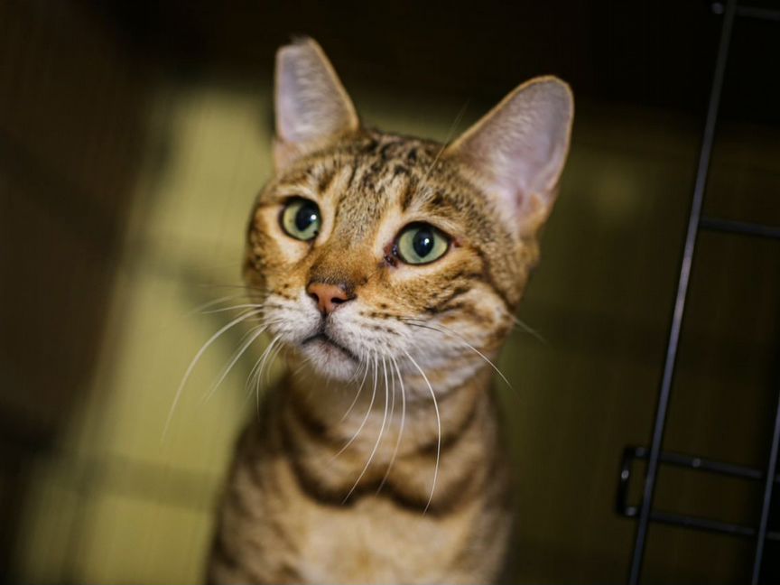 Бенгалка Мира в дар