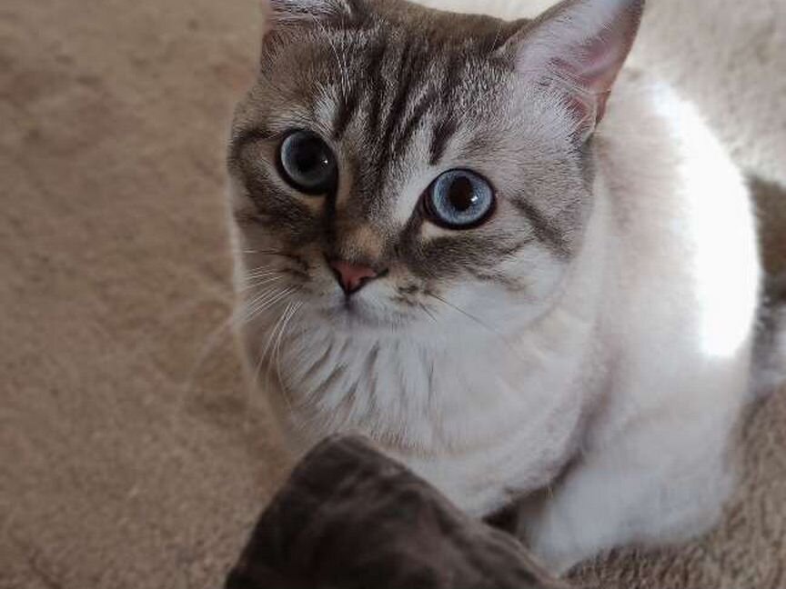 Шотландский кот вязка