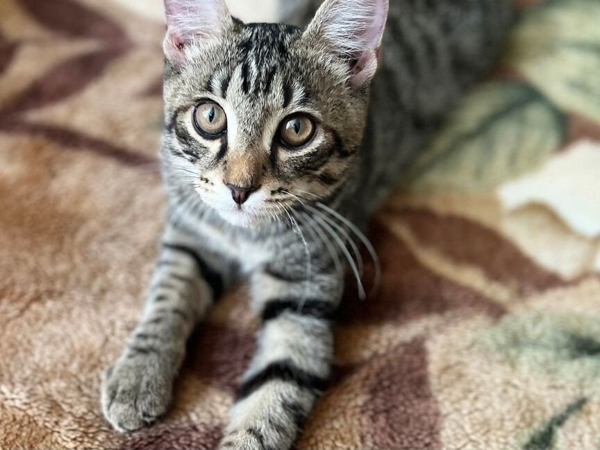 Котенок-мальчик ищет семью