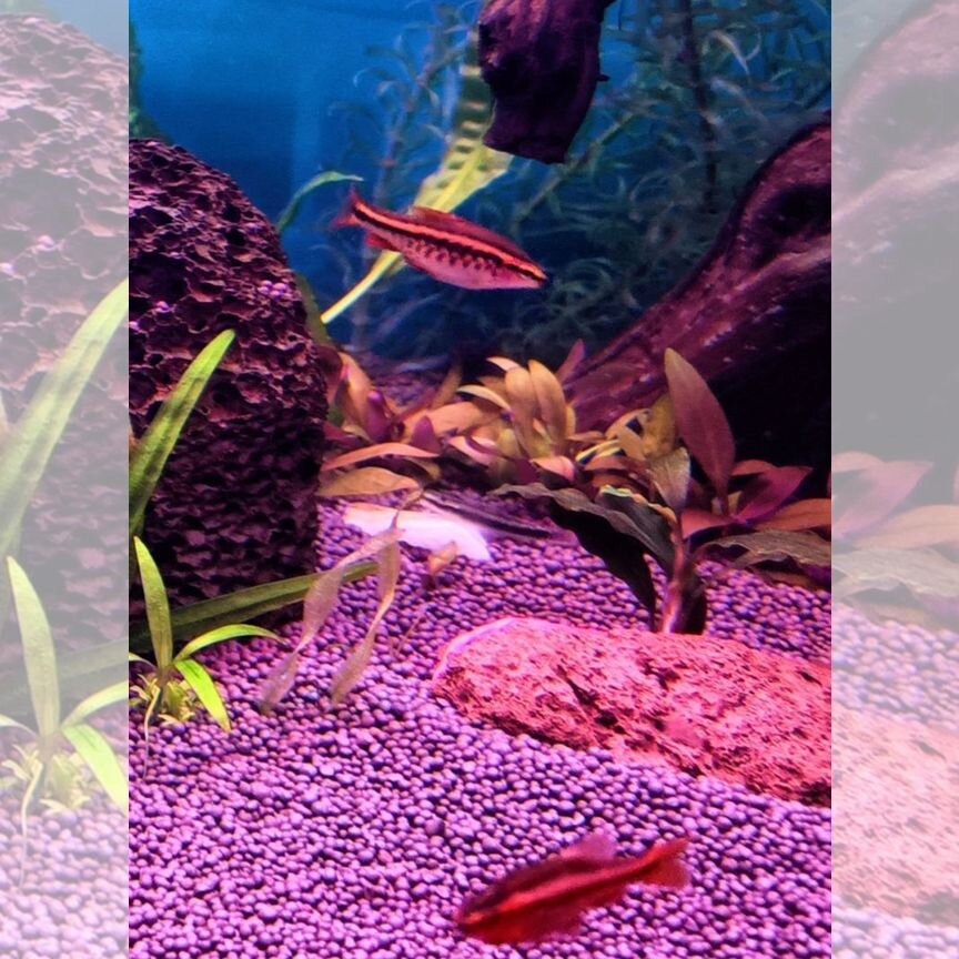 Барбус вишневый