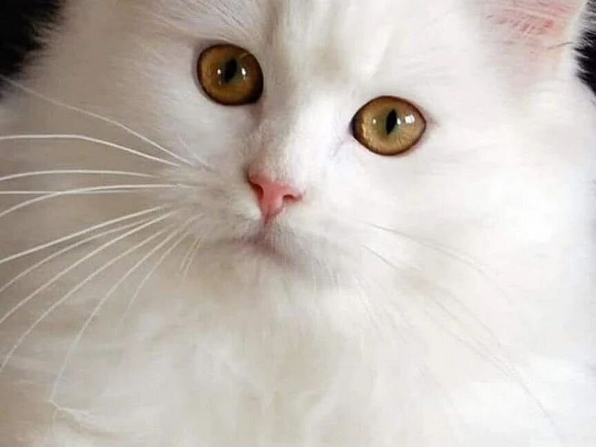 Турецкая ангора