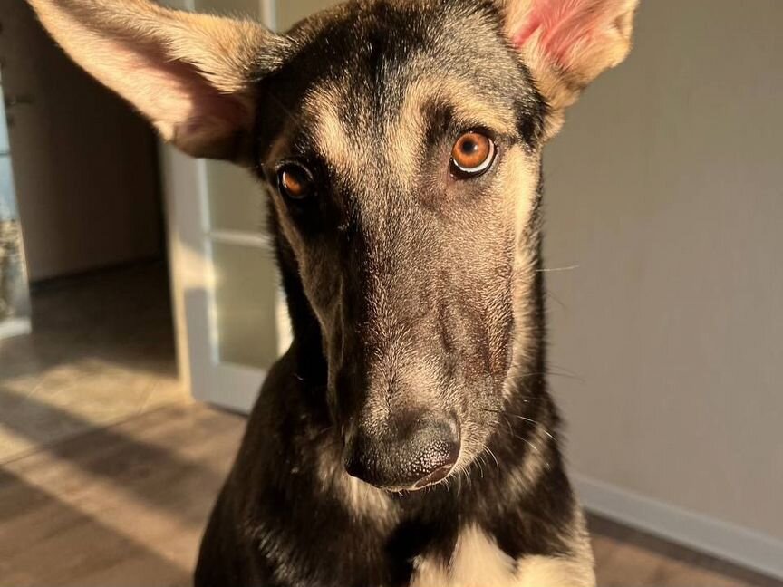 Собака в добрые руки