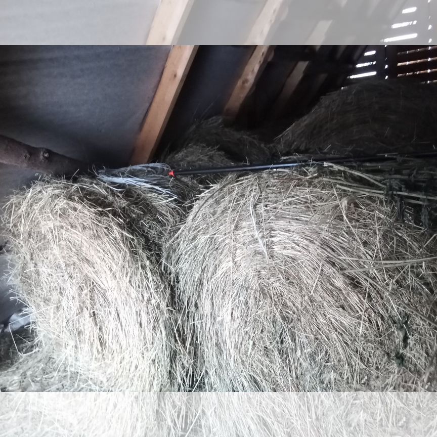 Продам сено в рулонах