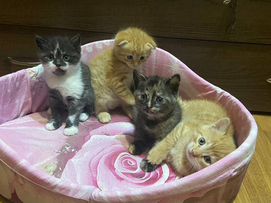 Шотландские котята
