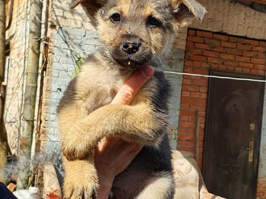 Щенки в добрые руки