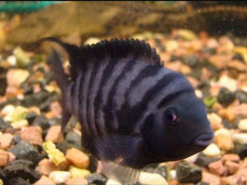 Черная цихлида