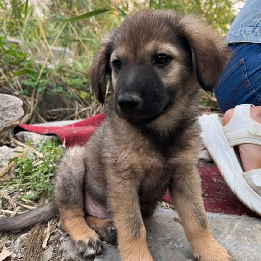 Отдам в добрые руки